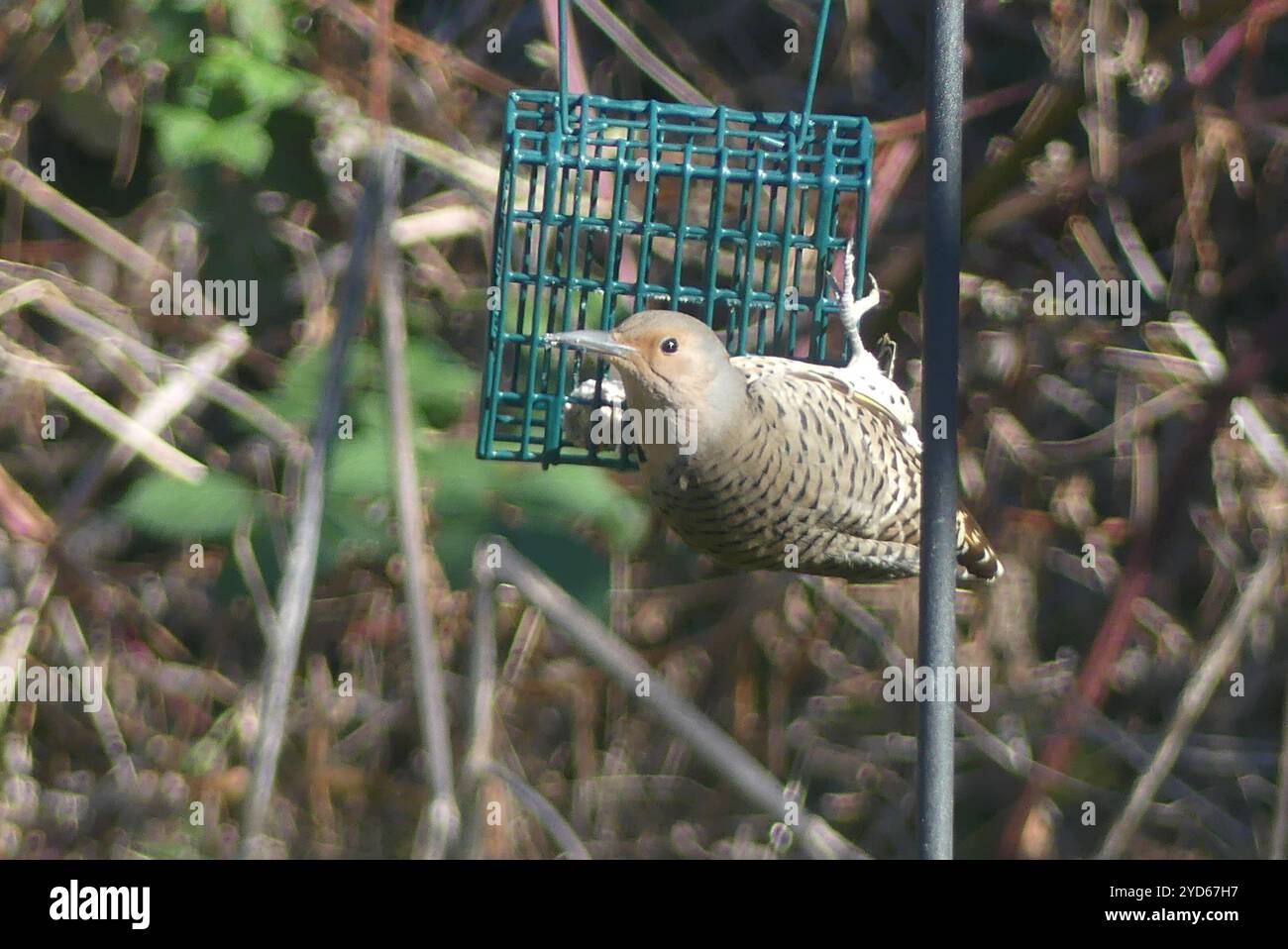 Northern Flicker (Colaptes auratus Stock Photo - Alamy