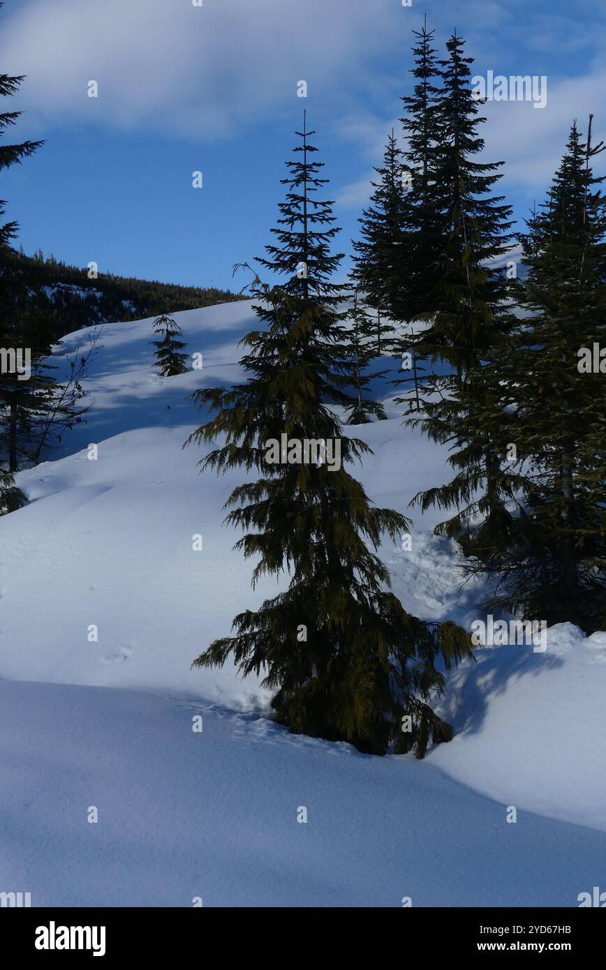Alaska yellow cedar (Callitropsis nootkatensis Stock Photo - Alamy