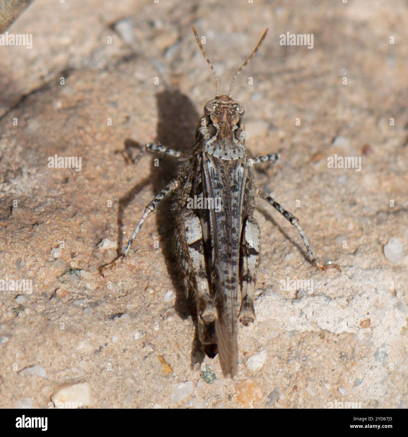 Common Digging Grasshopper (Acrotylus insubricus Stock Photo - Alamy