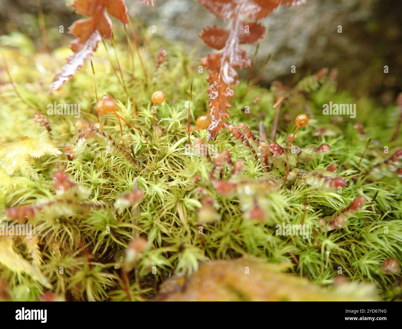 Common Apple-moss (Bartramia pomiformis Stock Photo - Alamy