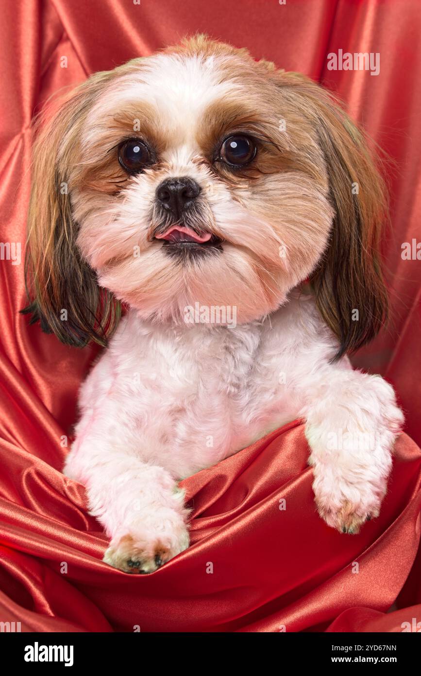 Dog head sticking out hi-res stock photography and images - Alamy