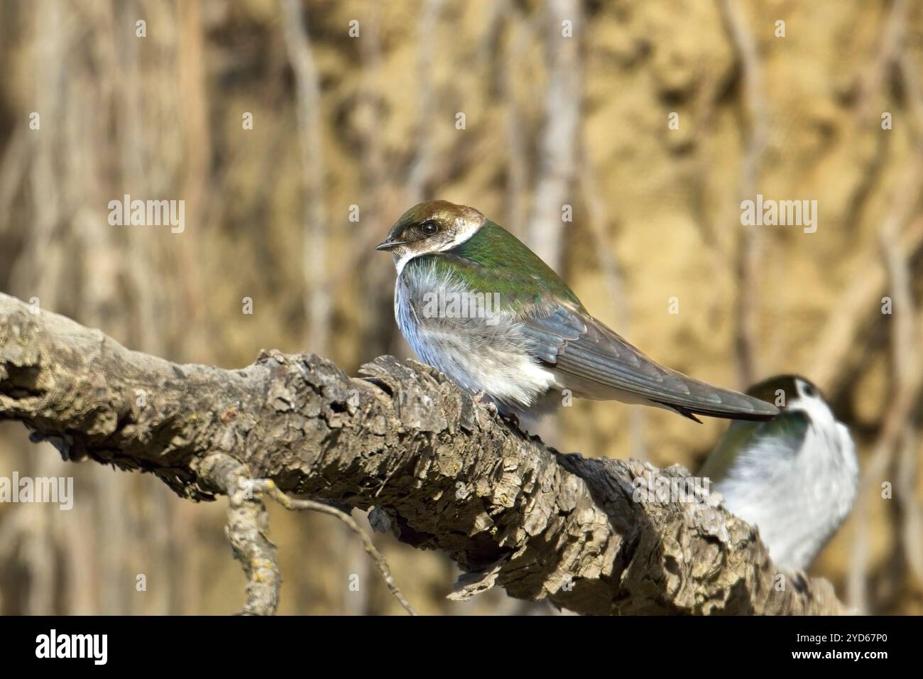 Violet green swallow hi-res stock photography and images - Alamy