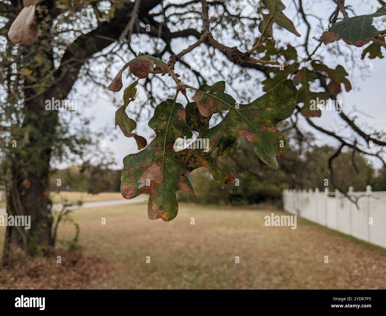 post oak (Quercus stellata Stock Photo - Alamy