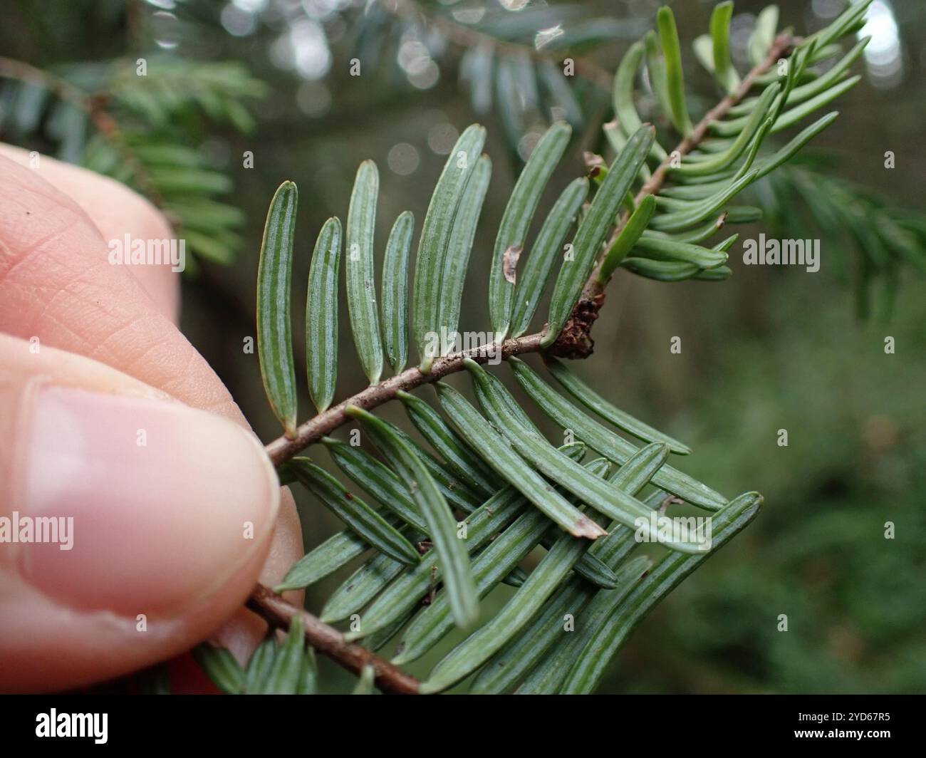grand fir (Abies grandis Stock Photo - Alamy