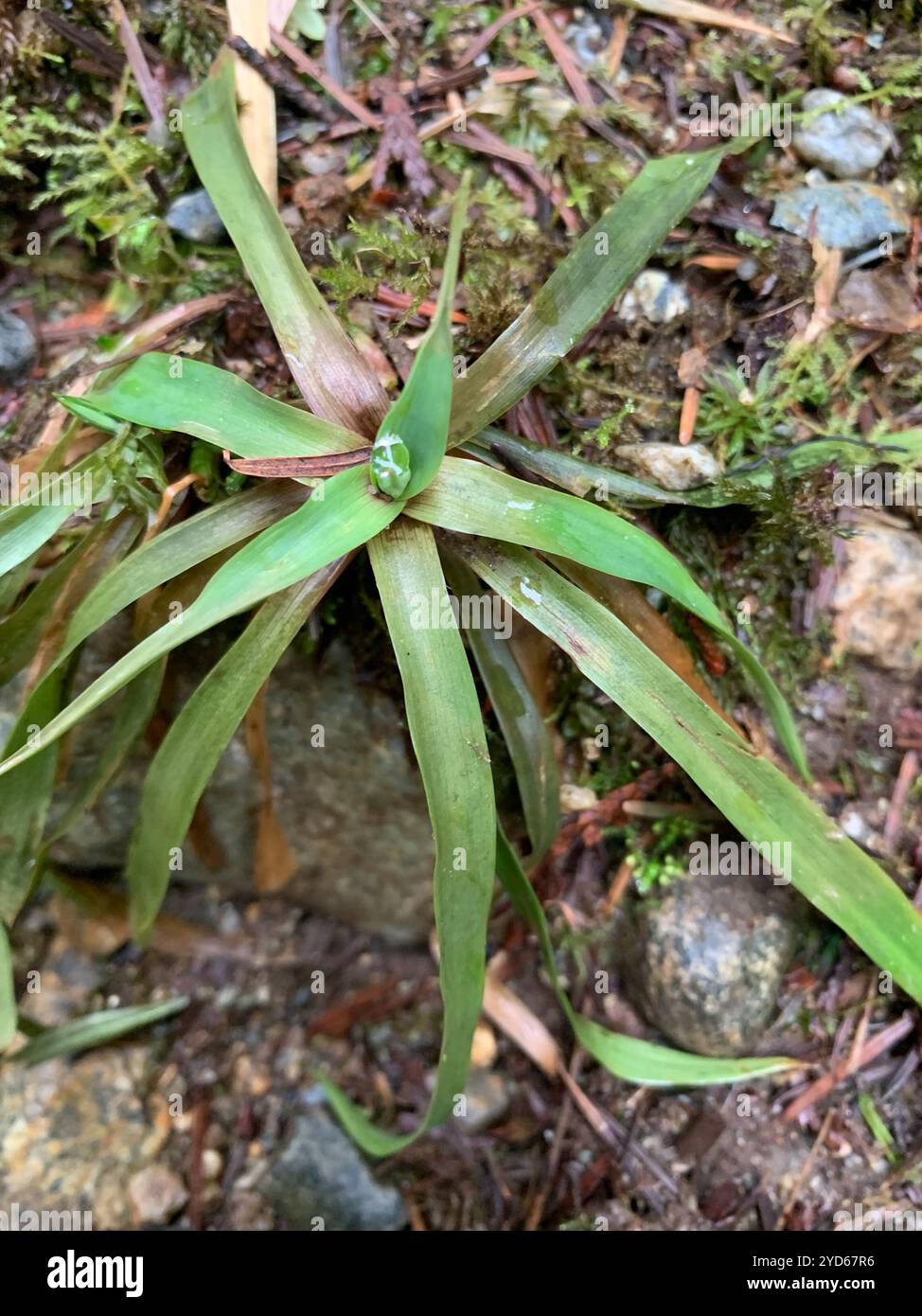 Small-flower Woodrush (Luzula parviflora Stock Photo - Alamy