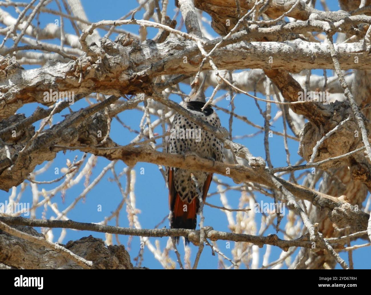Northern Flicker (Colaptes auratus Stock Photo - Alamy