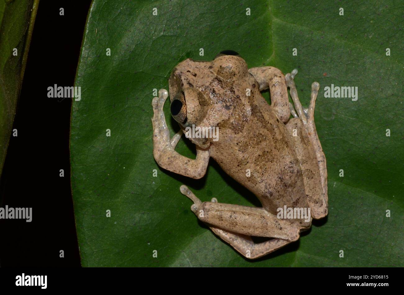 Gaboon tree hi-res stock photography and images - Alamy