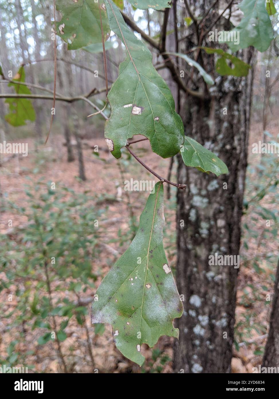 water oak (Quercus nigra Stock Photo - Alamy