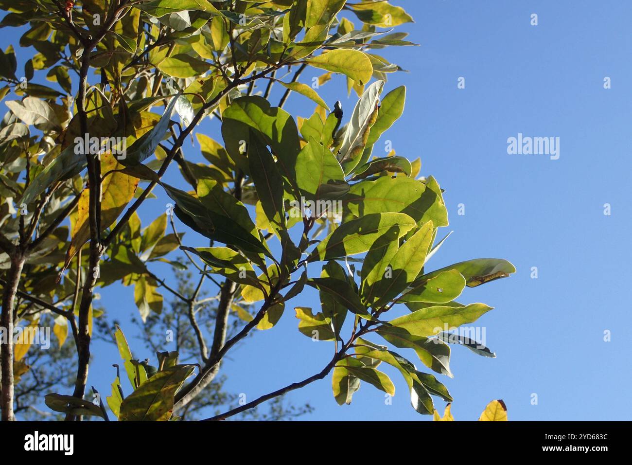 Swamp Bay (Persea palustris Stock Photo - Alamy