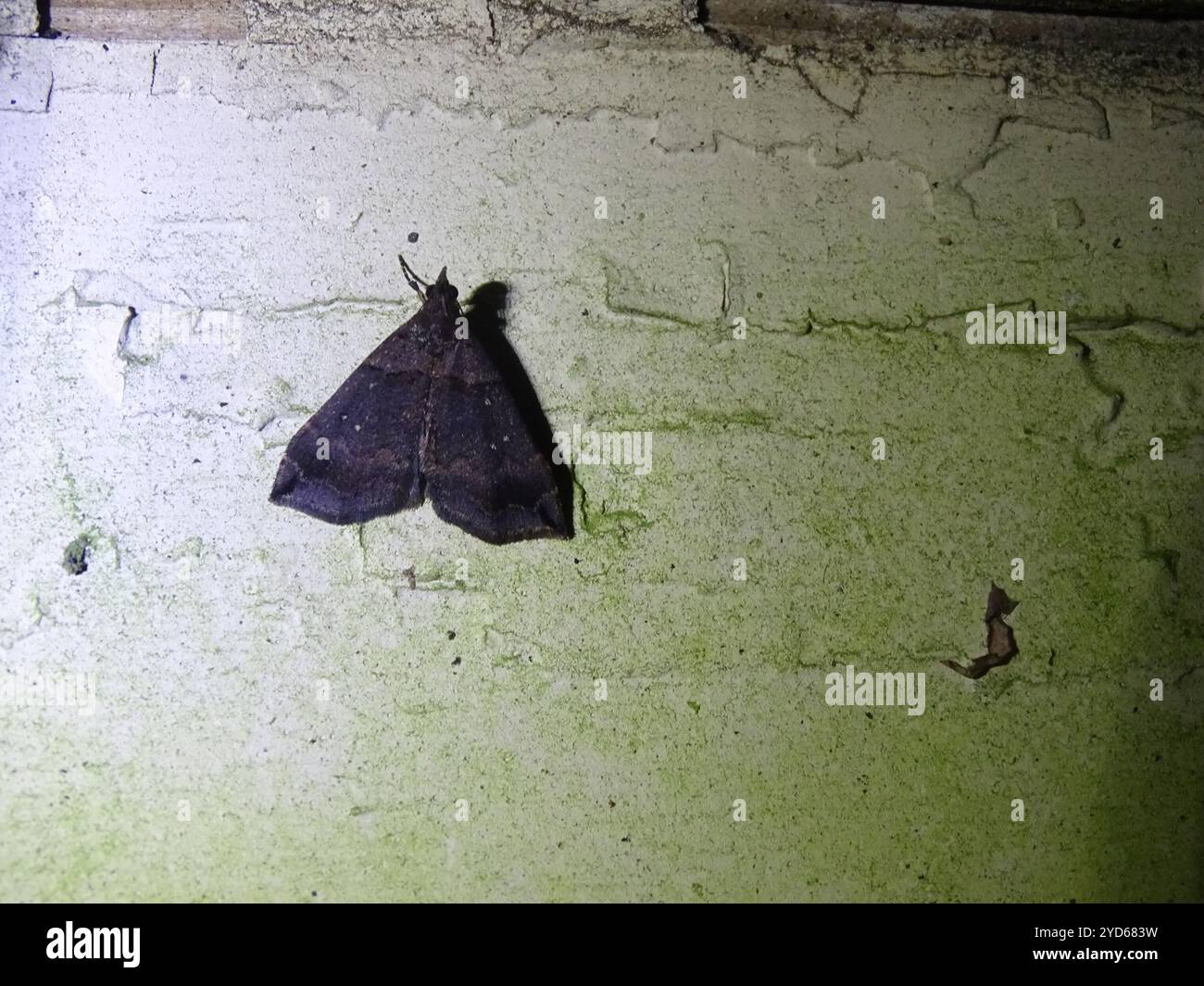 Ambiguous Moth (Lascoria ambigualis Stock Photo - Alamy
