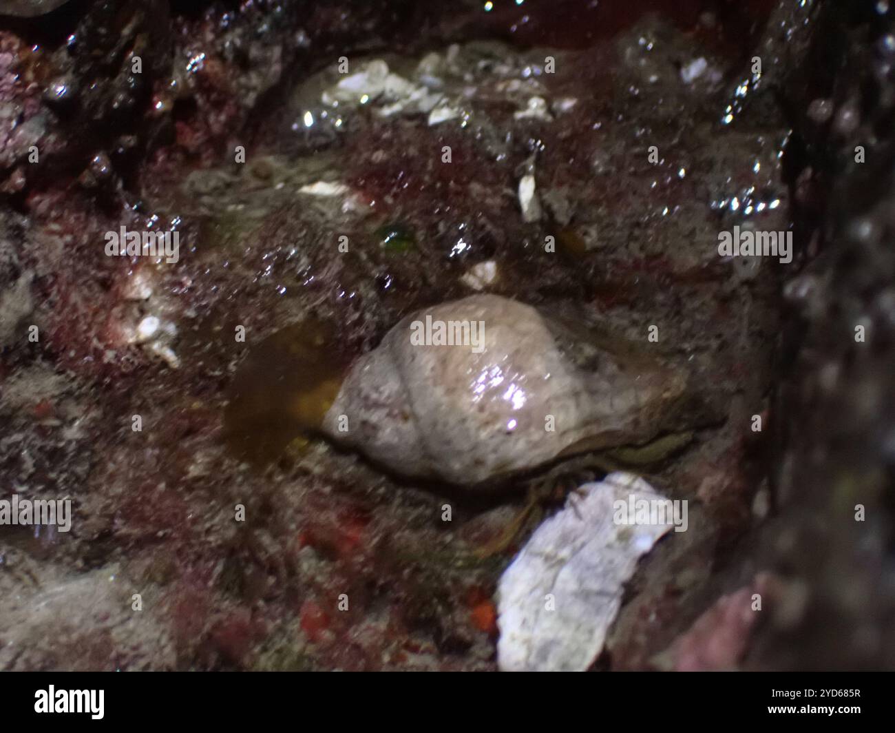 Frilled Dogwinkle (Nucella lamellosa Stock Photo - Alamy