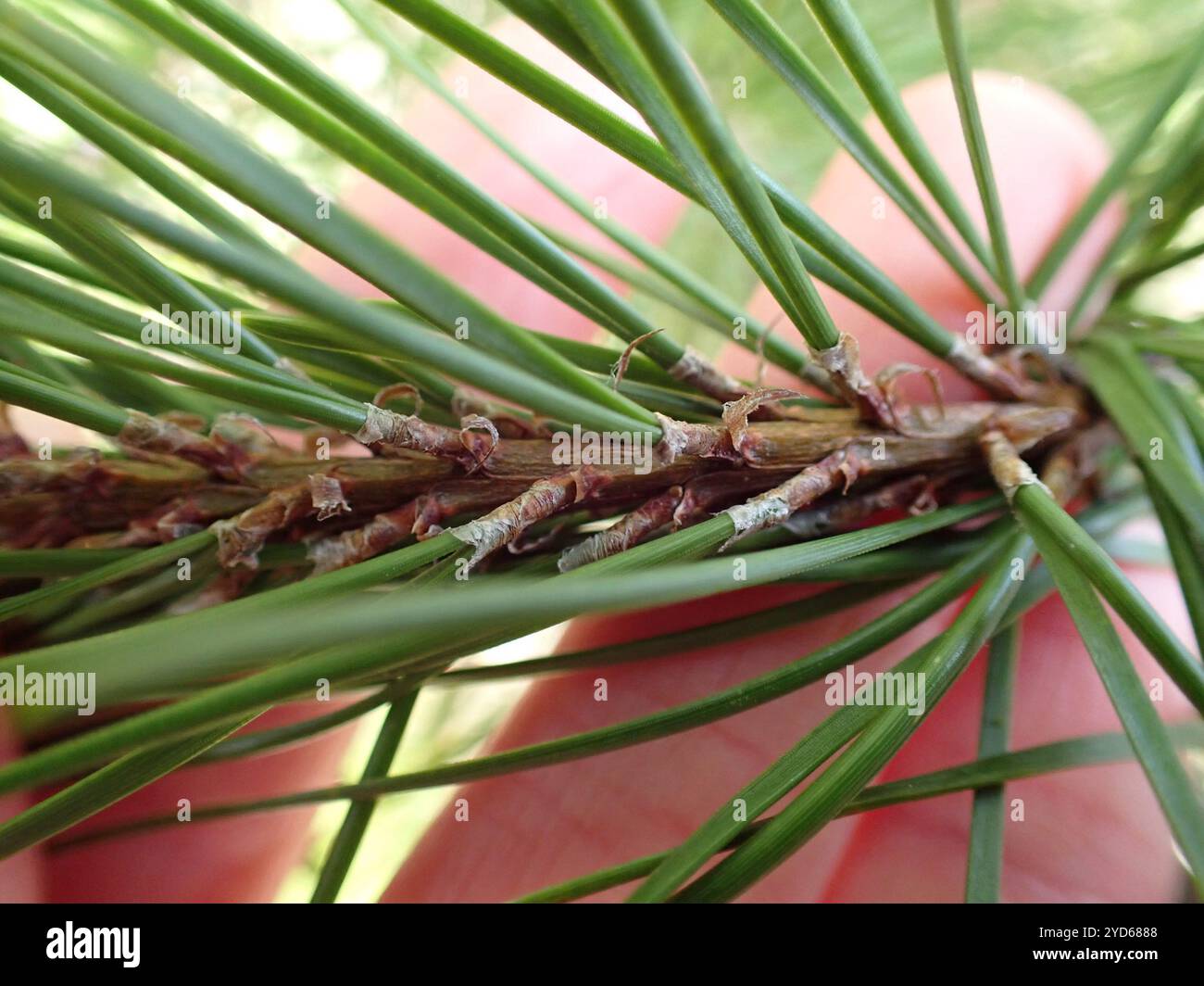 Shore Pine (Pinus contorta contorta Stock Photo - Alamy