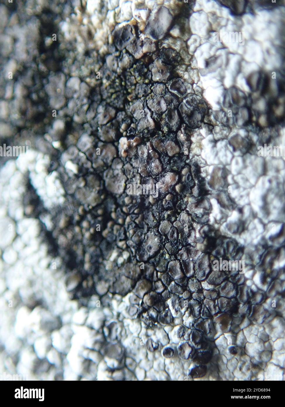 Tile Lichens (Lecidea Stock Photo - Alamy