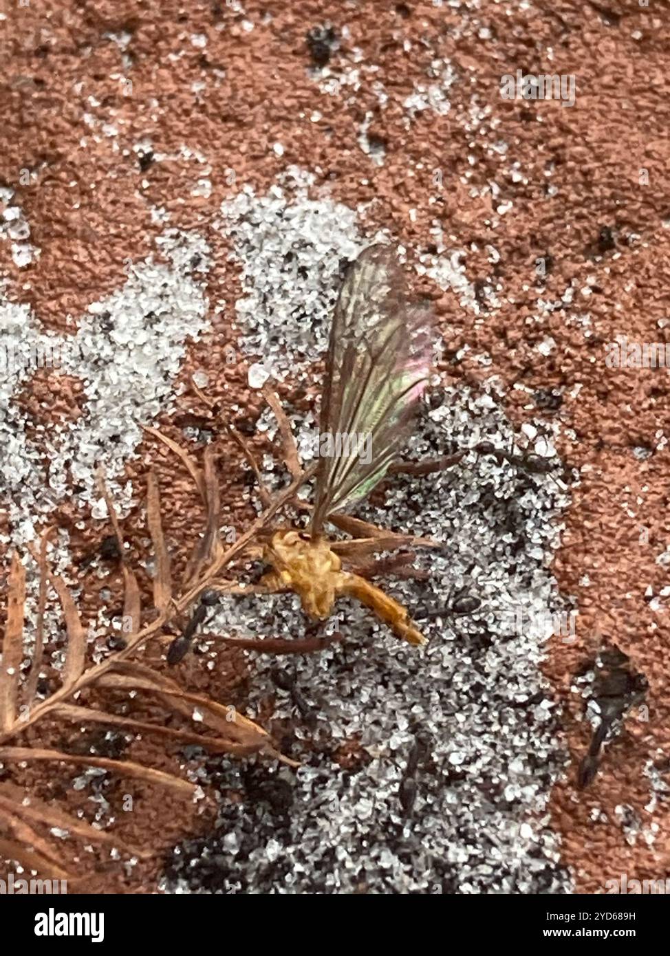 Longhorn Crazy Ant (Paratrechina longicornis Stock Photo - Alamy