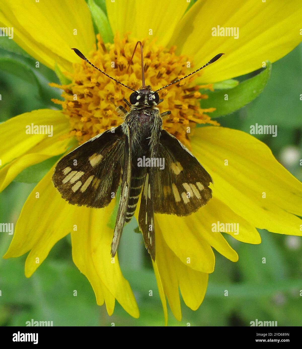 Pale Ranger (Dotta callicles Stock Photo - Alamy