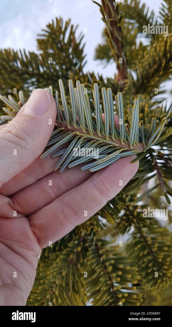Pacific silver fir (Abies amabilis Stock Photo - Alamy