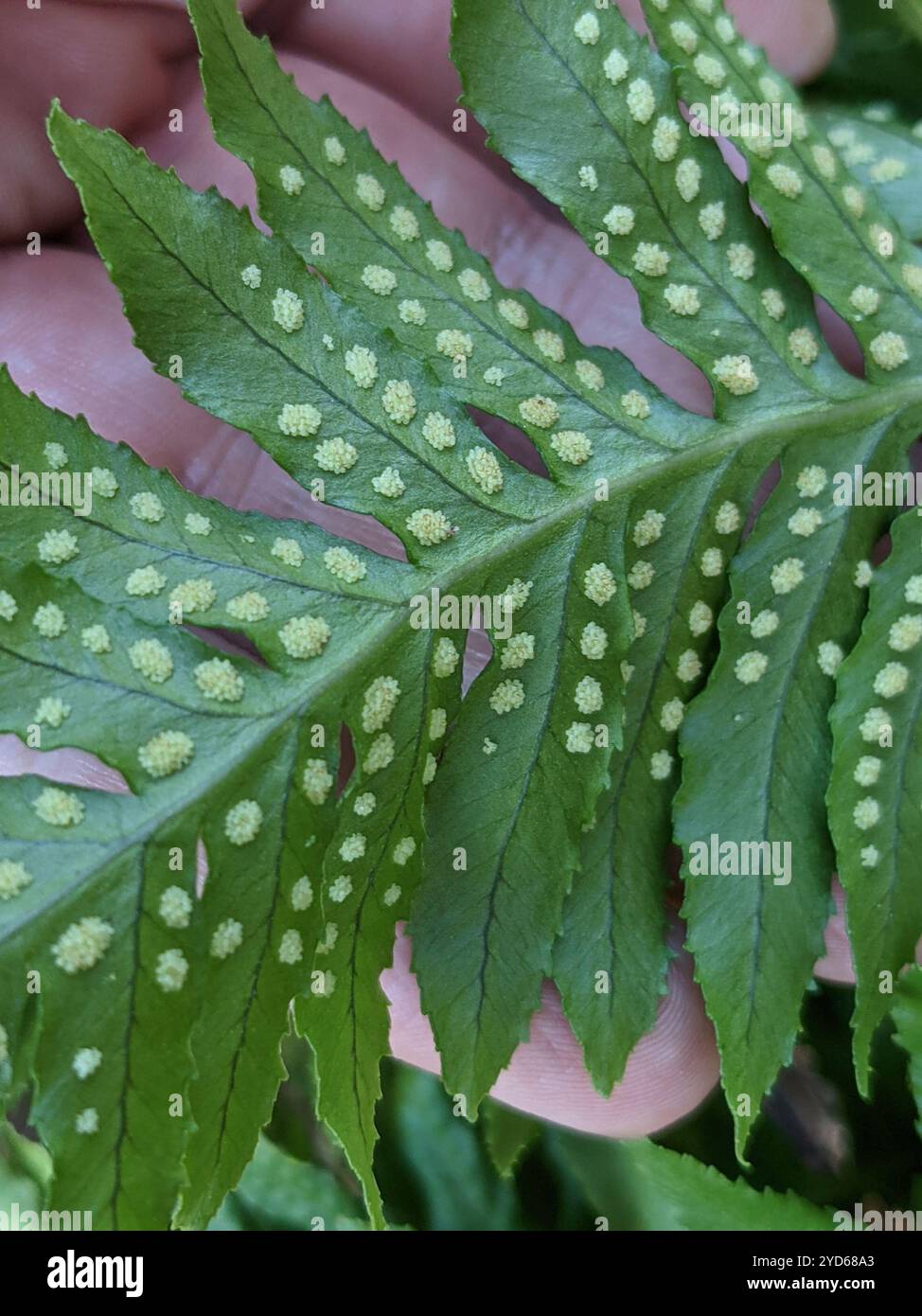 Nested Polypody (Polypodium calirhiza Stock Photo - Alamy
