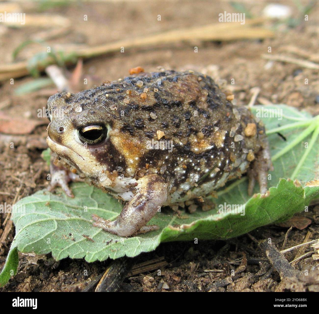 Breviceps adspersus hi-res stock photography and images - Alamy