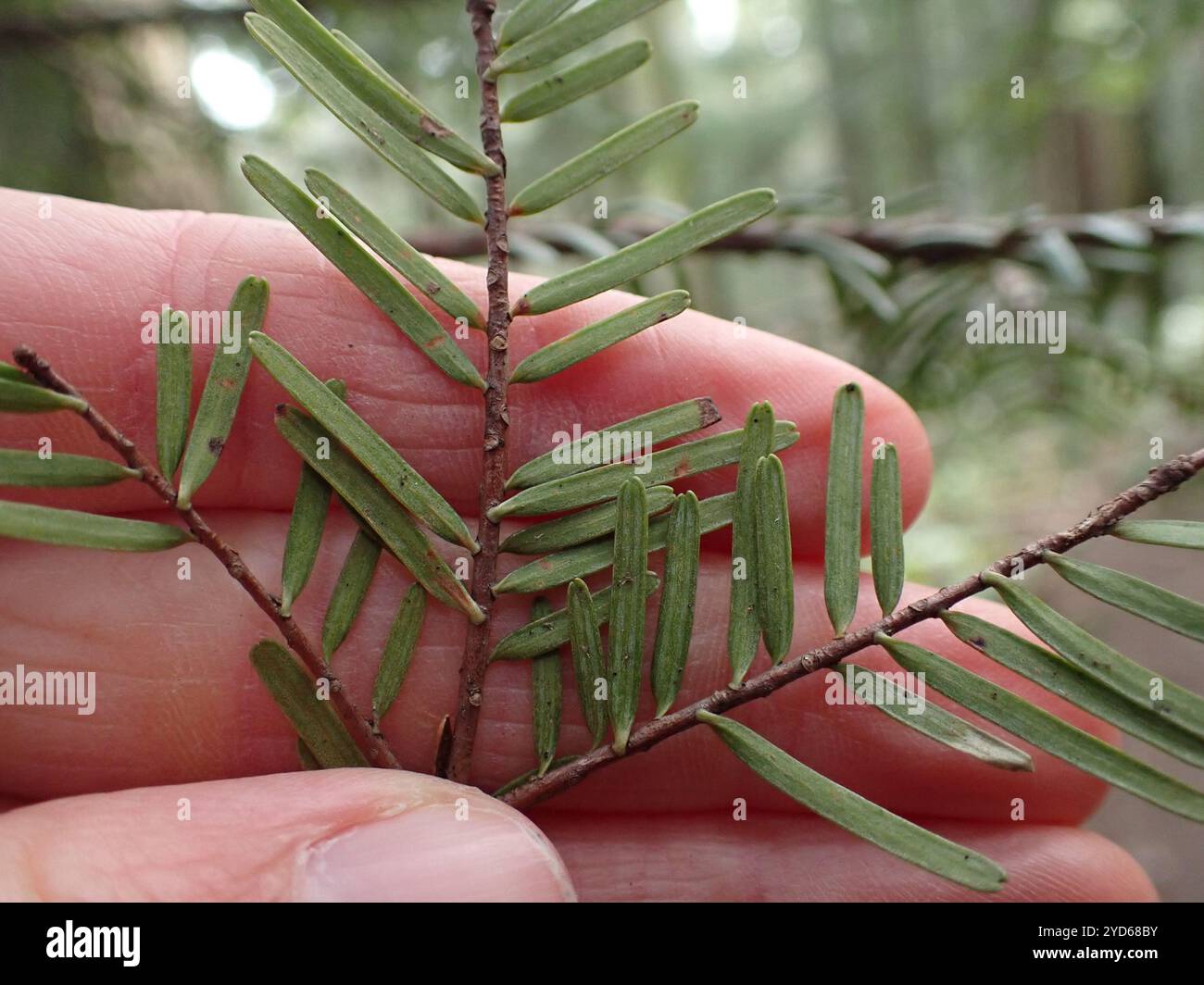 grand fir (Abies grandis Stock Photo - Alamy