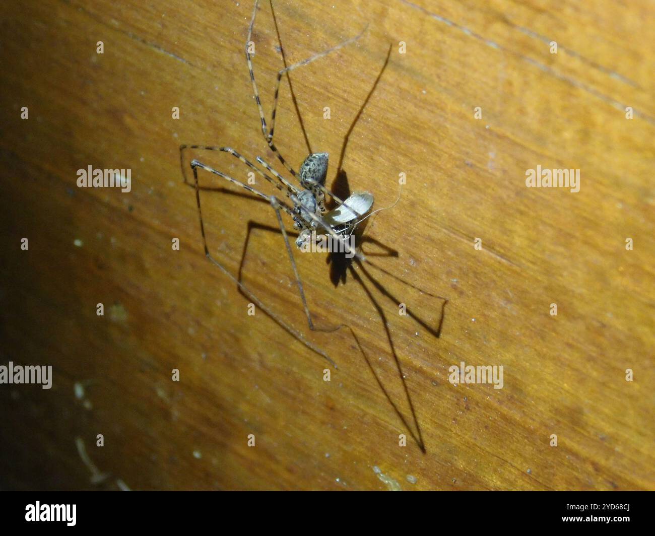 Globula hi-res stock photography and images - Alamy