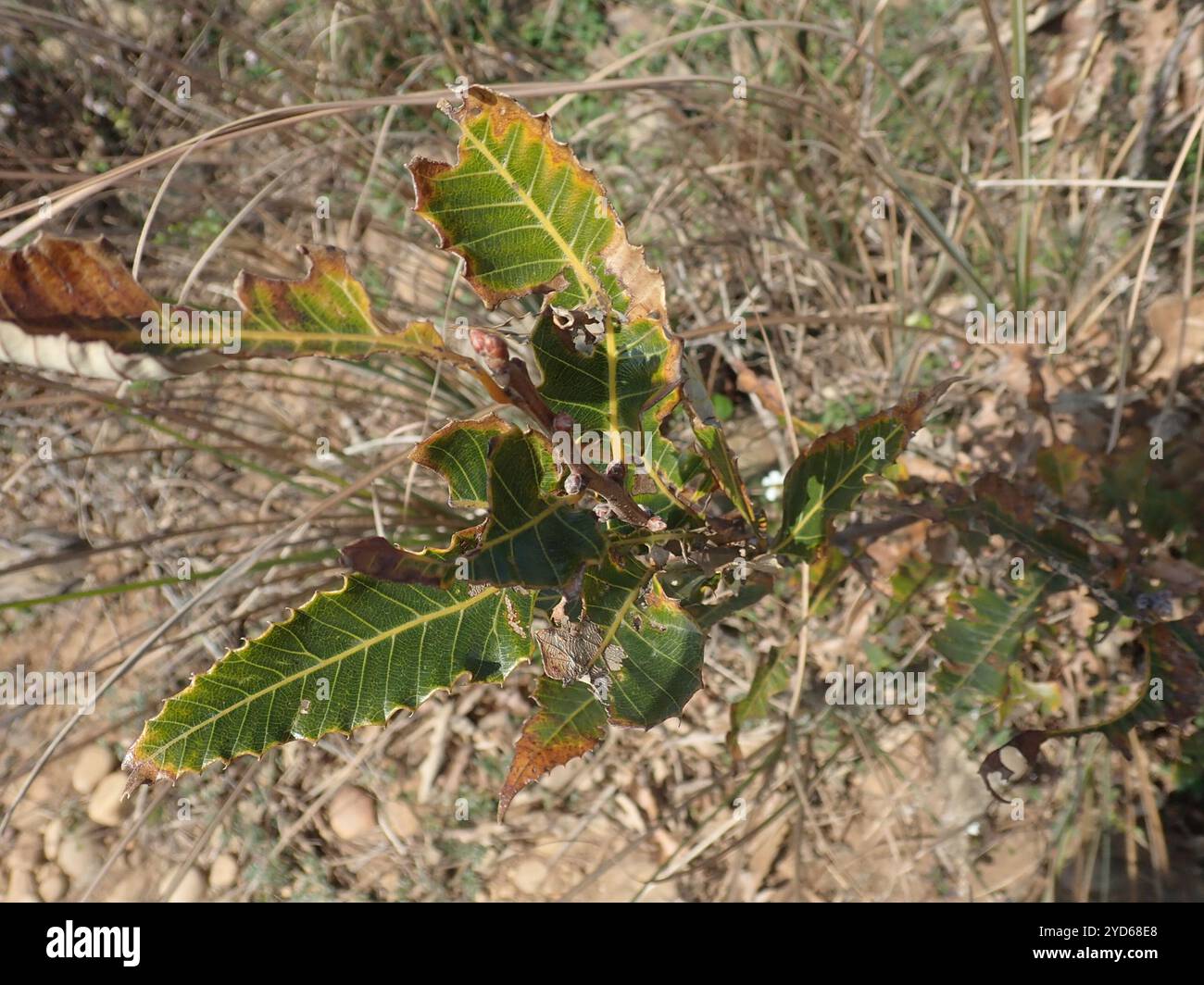 Chinese cork oak (Quercus variabilis Stock Photo - Alamy