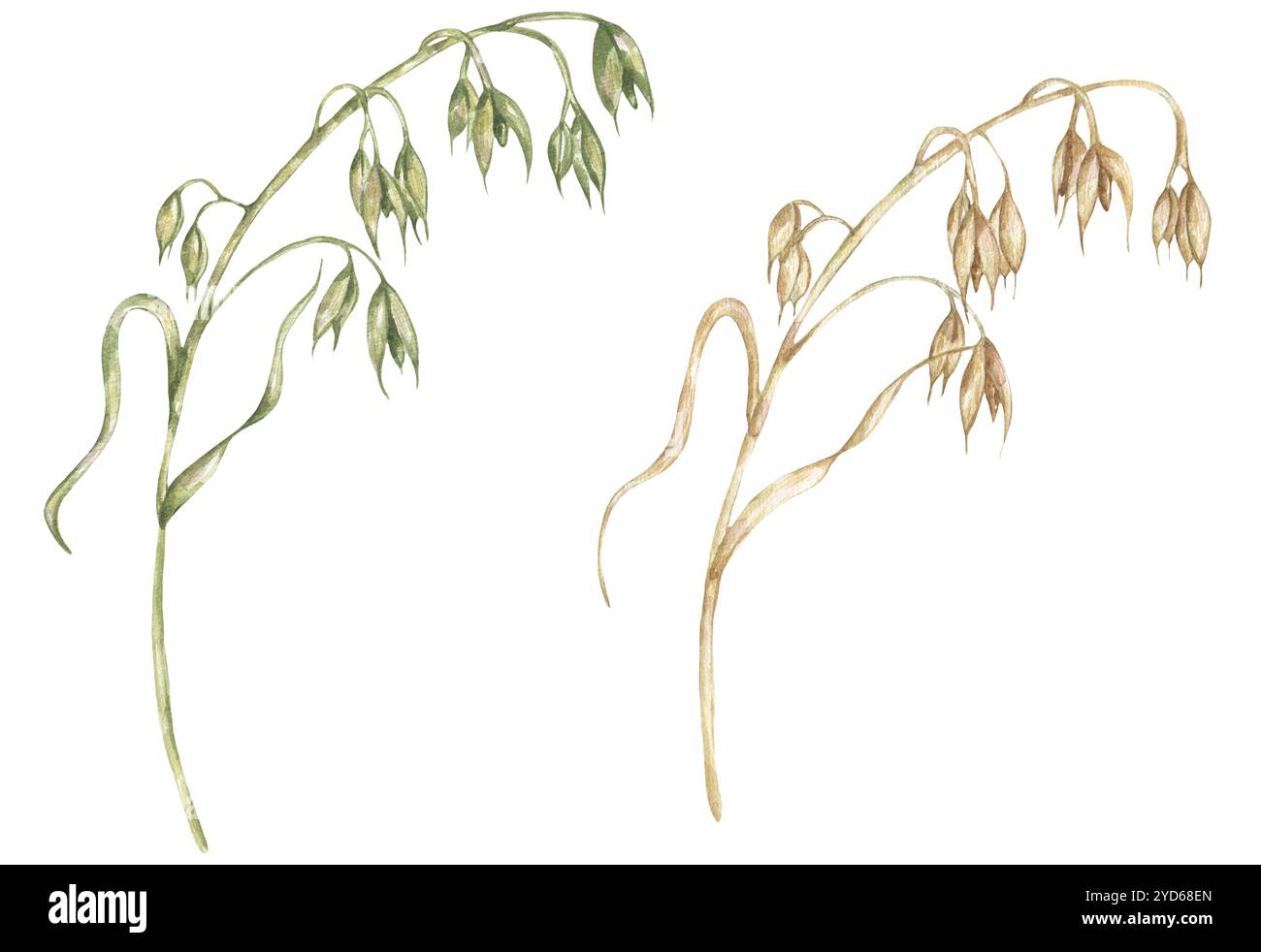 Watercolor hand drawn botanical oat branch with grain illustration set ...