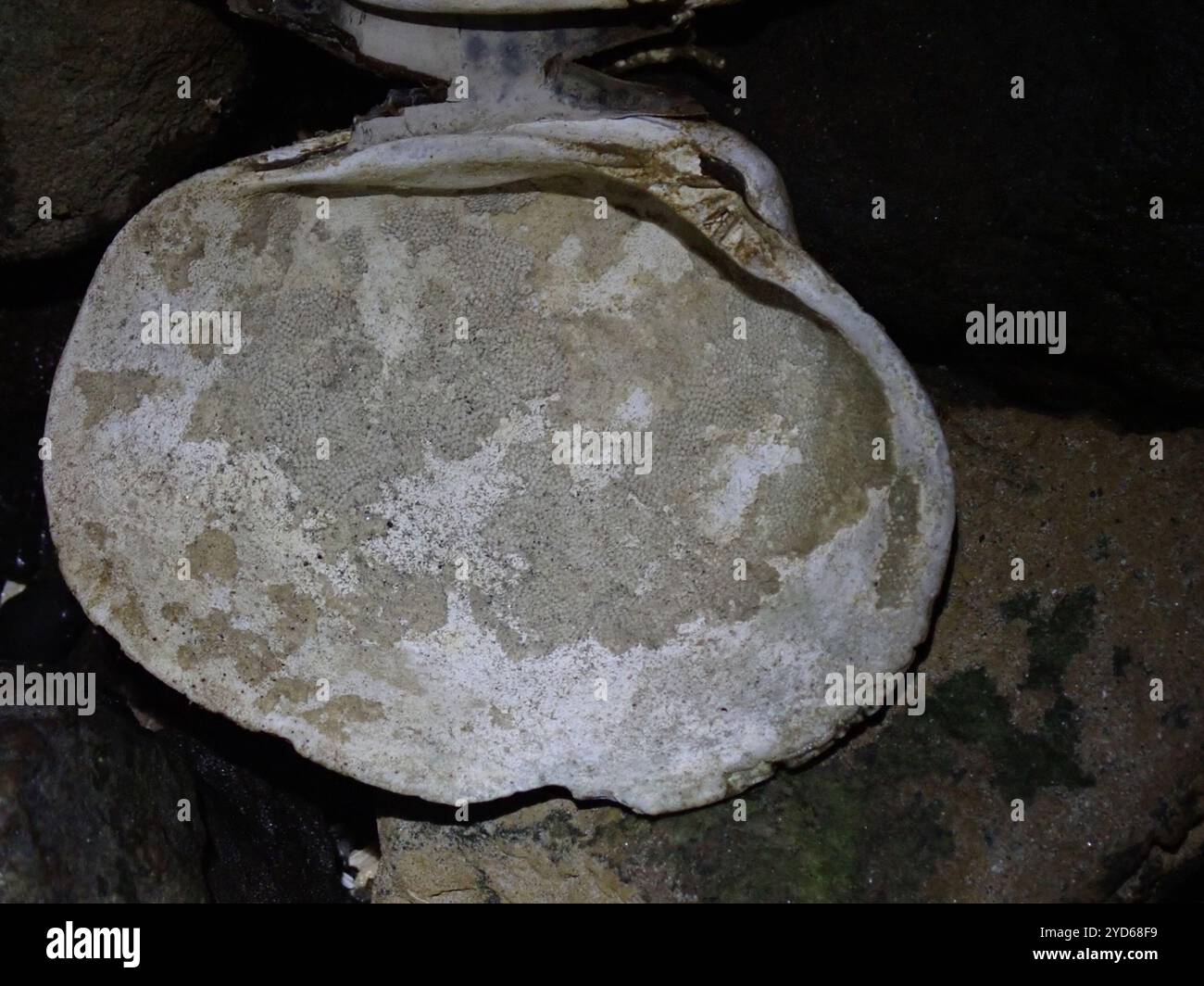 Butter Clam (Saxidomus gigantea Stock Photo - Alamy