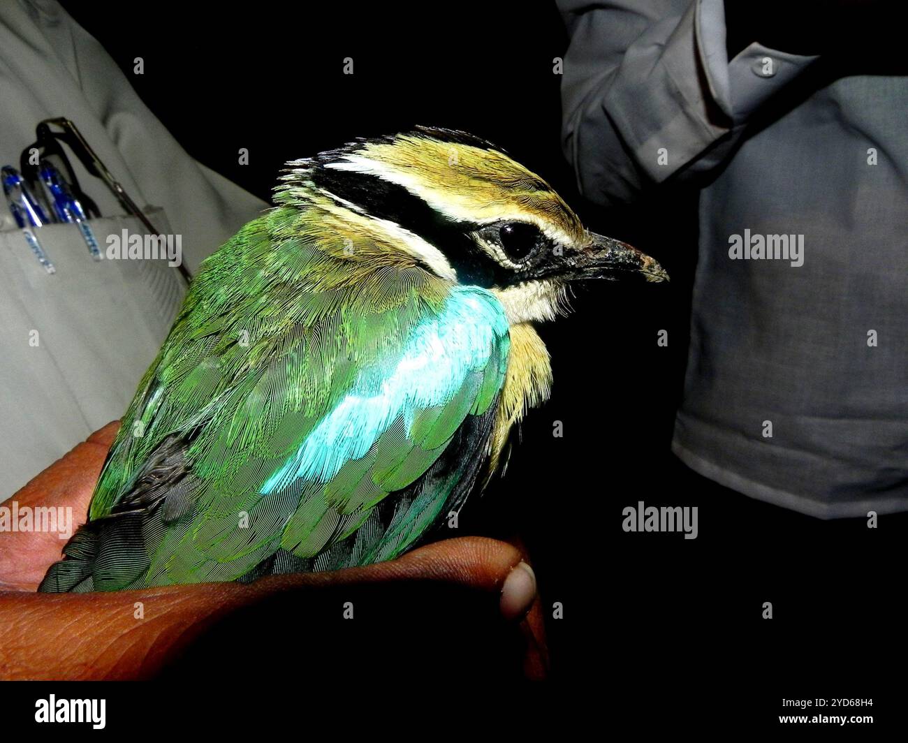 Indian Pitta (Pitta brachyura Stock Photo - Alamy