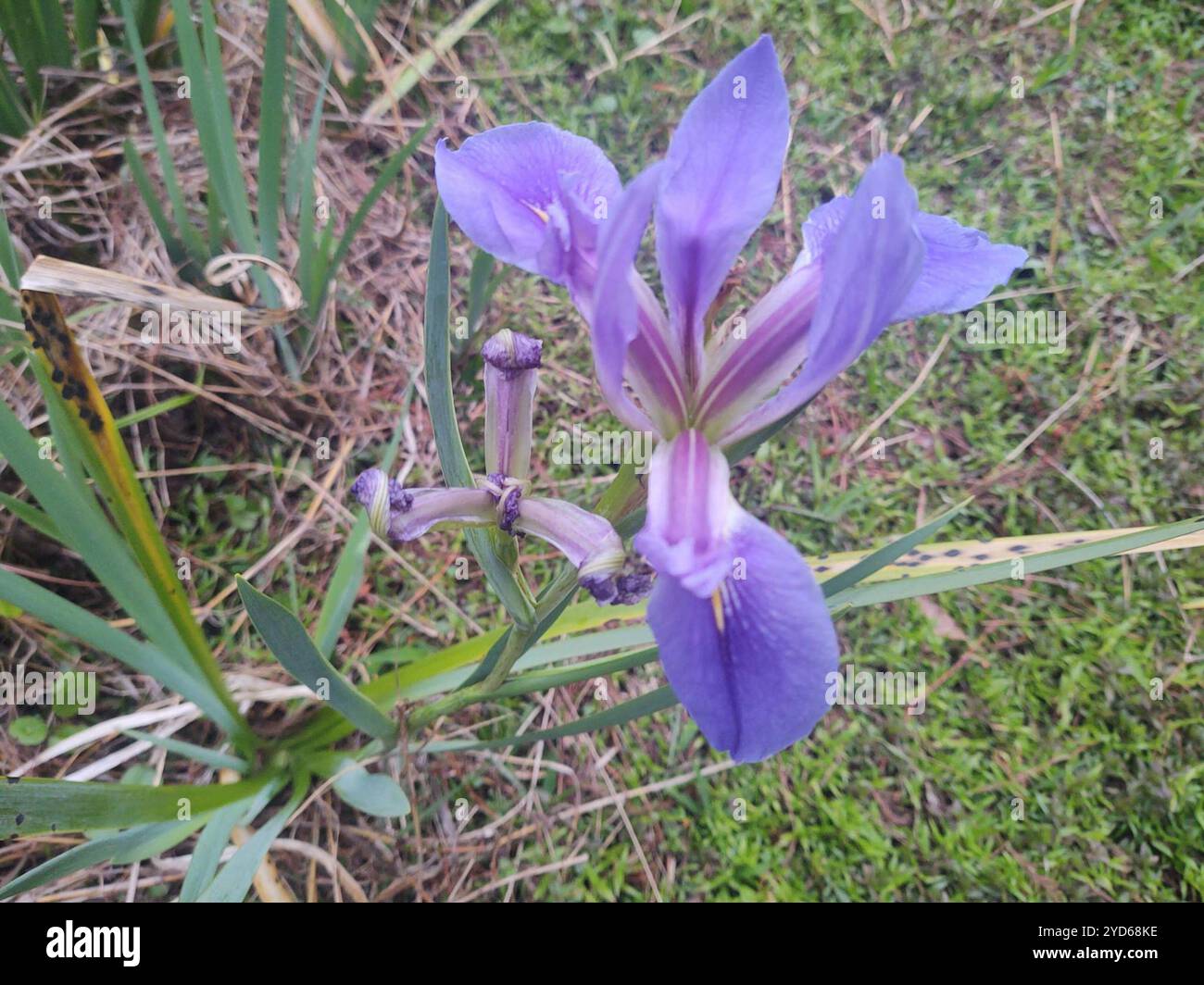 Common Beardless Irises (Limniris Stock Photo - Alamy