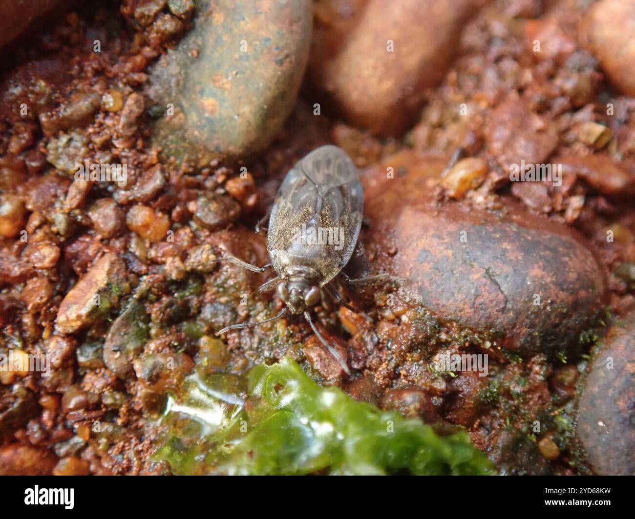Shore bugs (Saldidae Stock Photo - Alamy