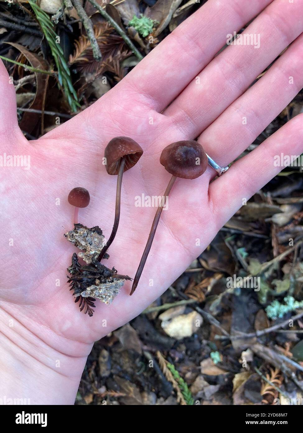 red pinwheel (Marasmius plicatulus Stock Photo - Alamy