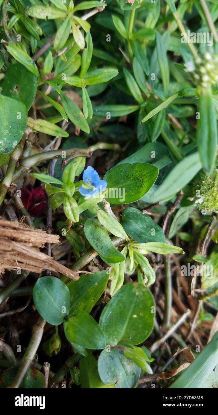 climbing dayflower (Commelina diffusa Stock Photo - Alamy