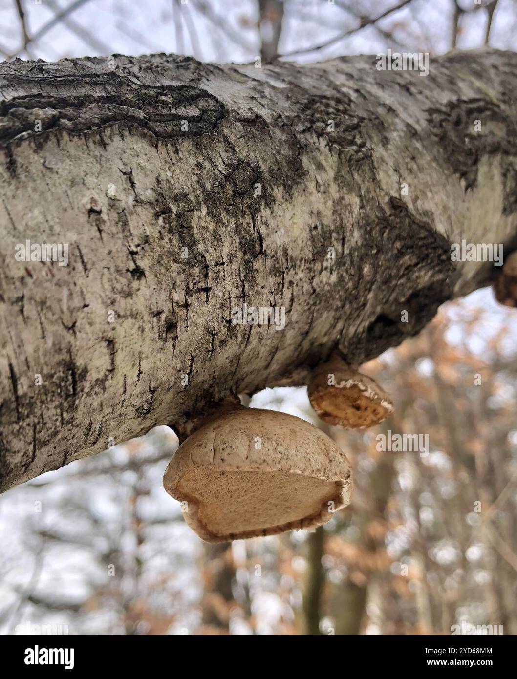 birch polypore (Fomitopsis betulina Stock Photo - Alamy