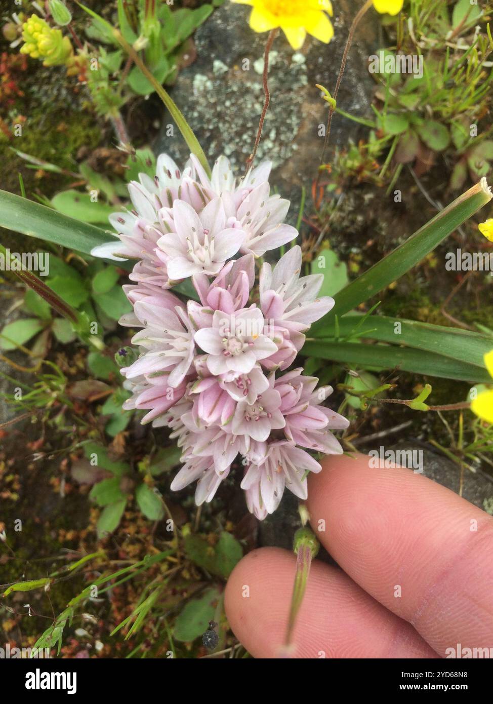Cascade onion (Allium cratericola Stock Photo - Alamy