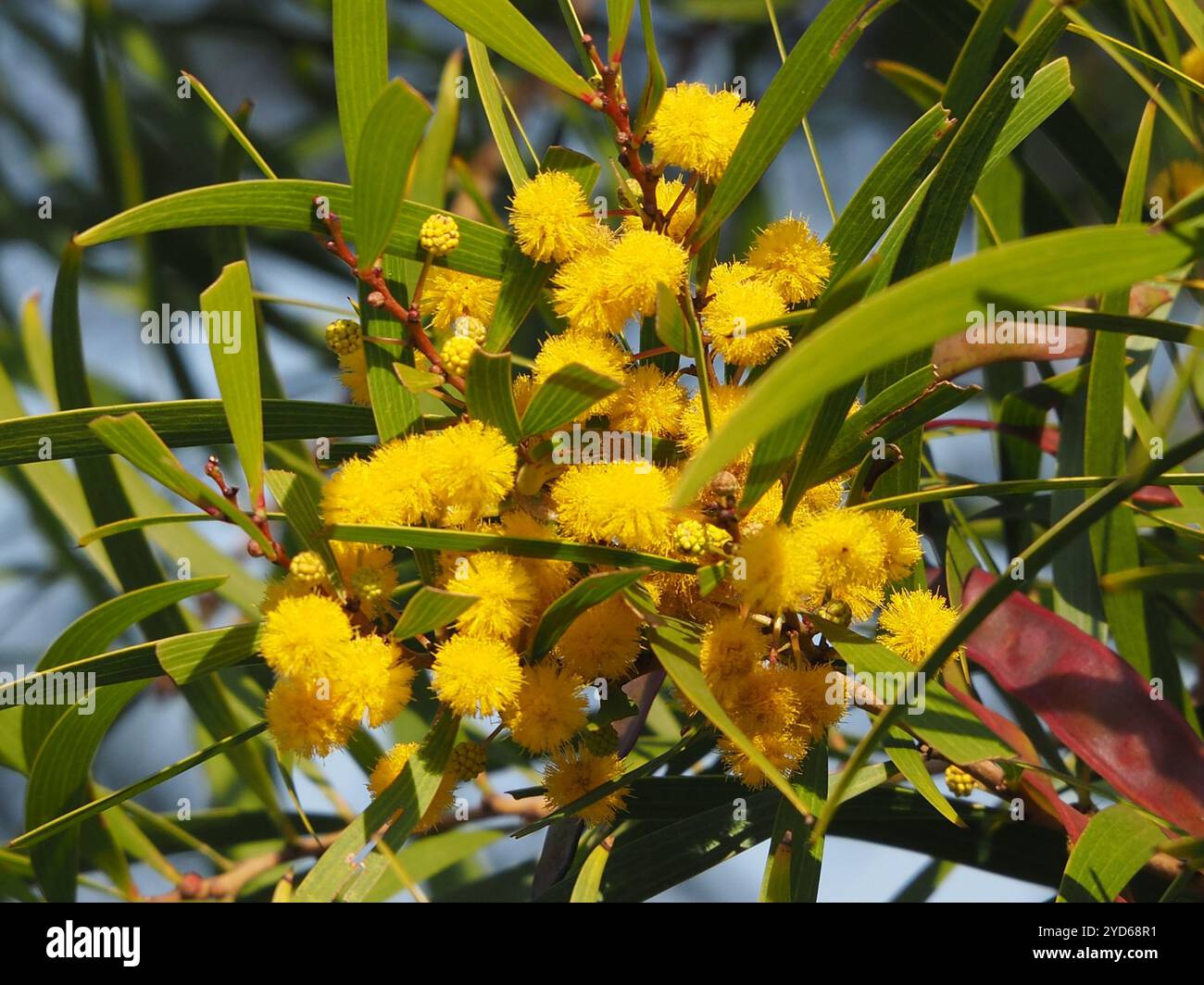 Taiwan Acacia (Acacia confusa Stock Photo - Alamy