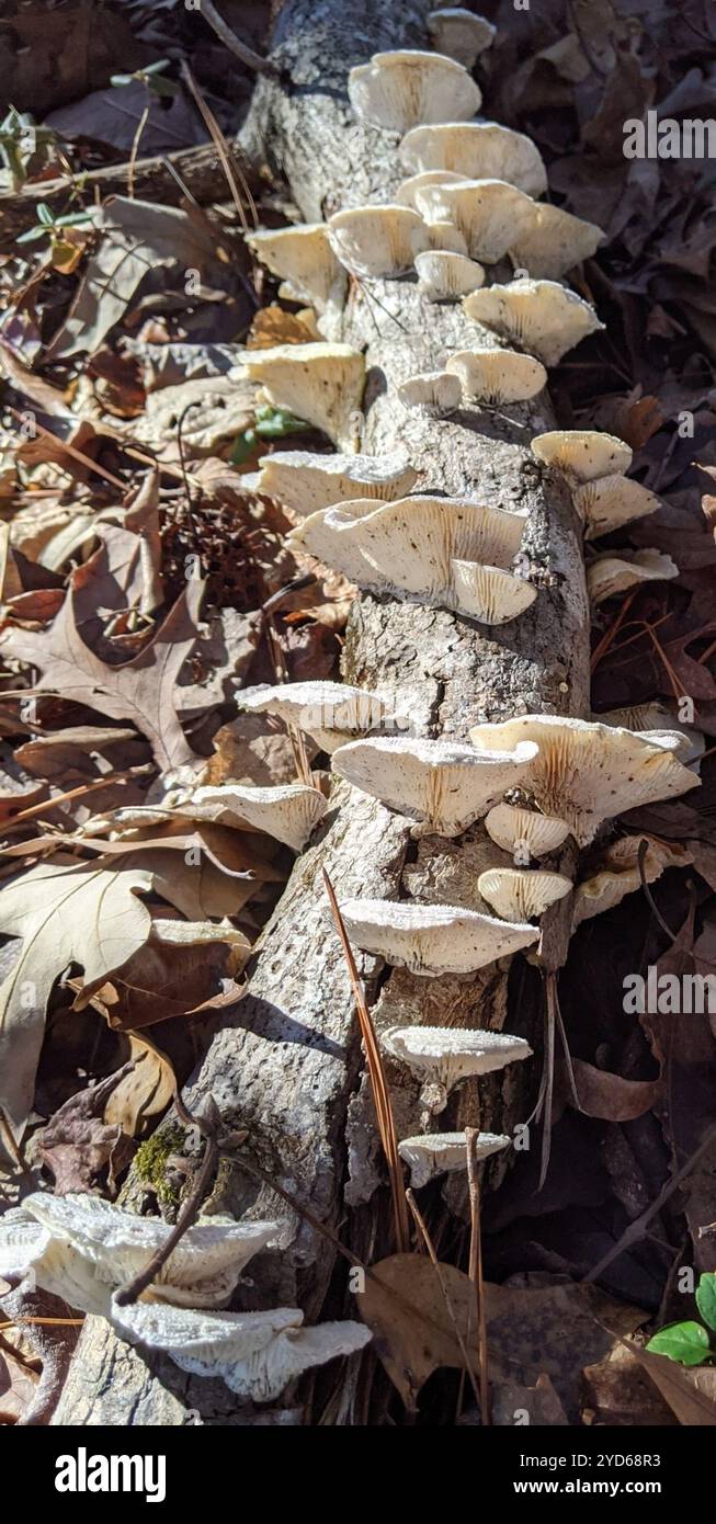 Gilled Polypore (Trametes betulina Stock Photo - Alamy