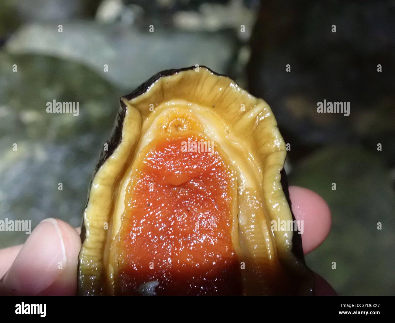 Black Leather Chiton (Katharina tunicata Stock Photo - Alamy