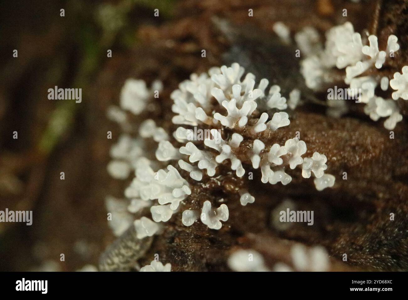 Honeycomb Coral Slime Mold (Ceratiomyxa fruticulosa Stock Photo - Alamy