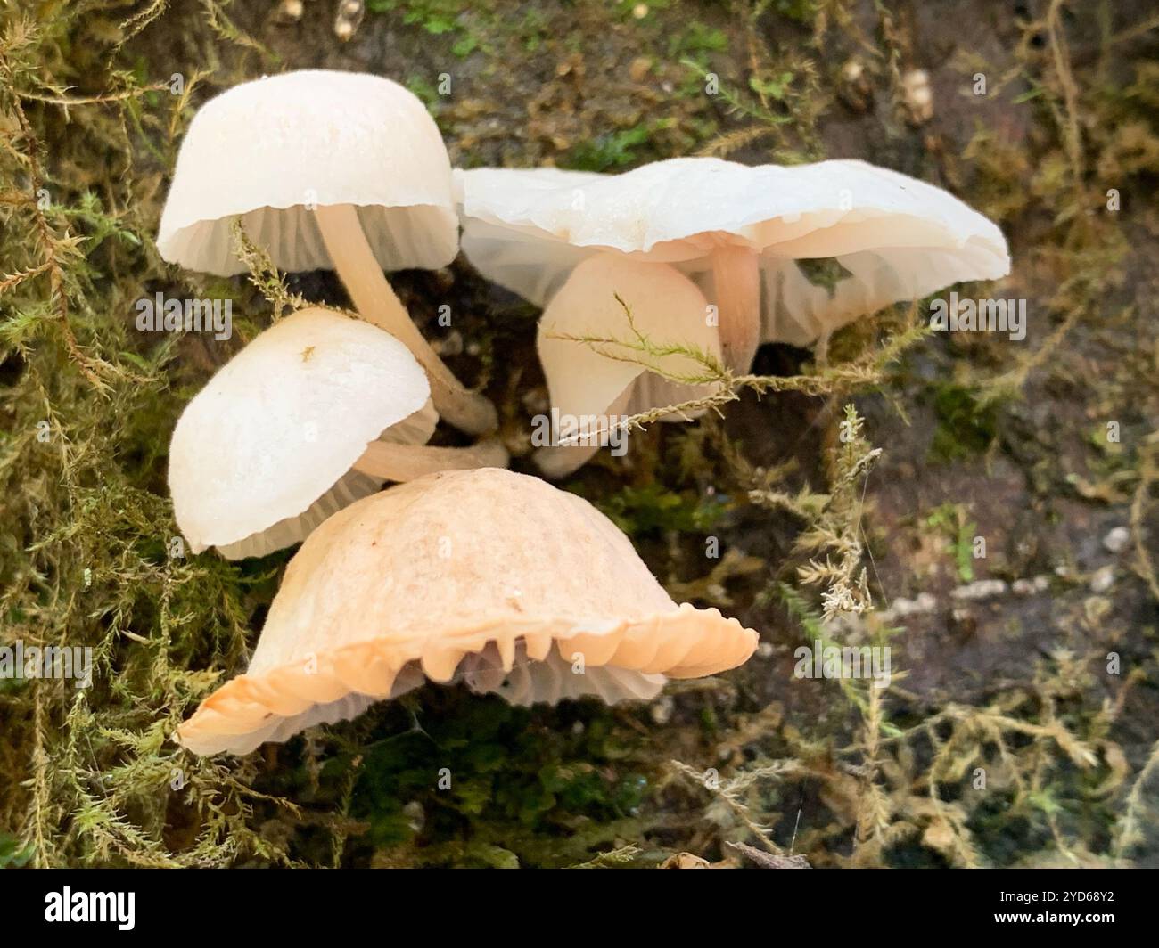 Fairy Parachutes (Marasmiellus candidus Stock Photo - Alamy