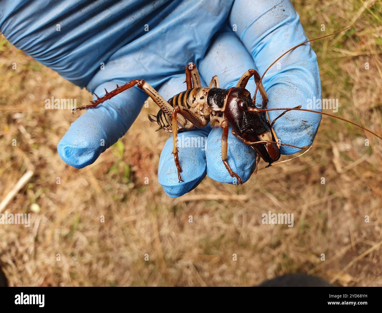 Wellington Tree Wētā (Hemideina crassidens Stock Photo - Alamy