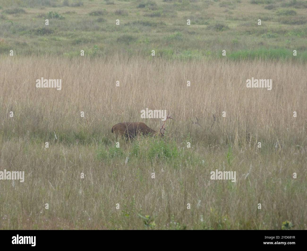 Southern Swamp Deer (Rucervus duvaucelii branderi Stock Photo - Alamy