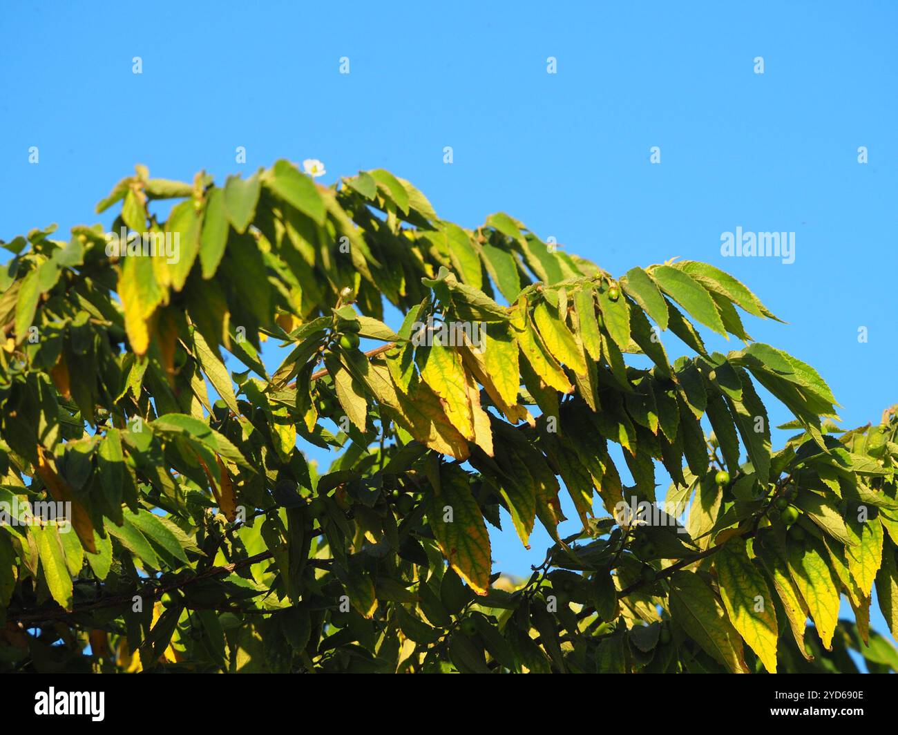 calabur tree (Muntingia calabura Stock Photo - Alamy