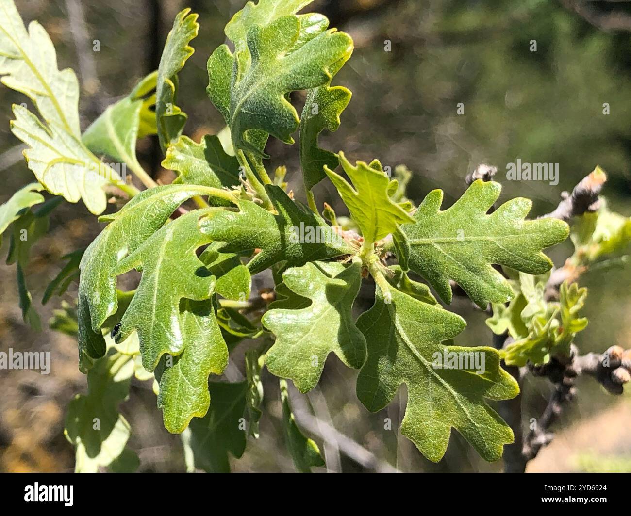 valley oak (Quercus lobata Stock Photo - Alamy