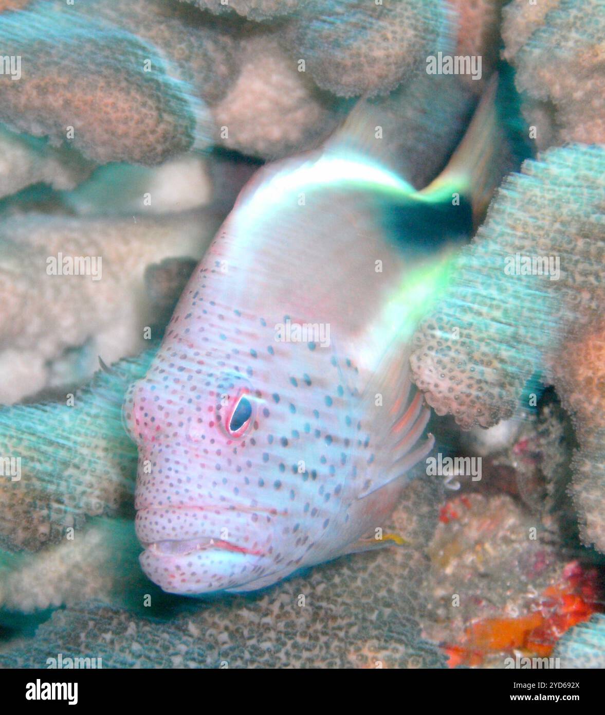 Freckled Hawkfish (Paracirrhites forsteri Stock Photo - Alamy