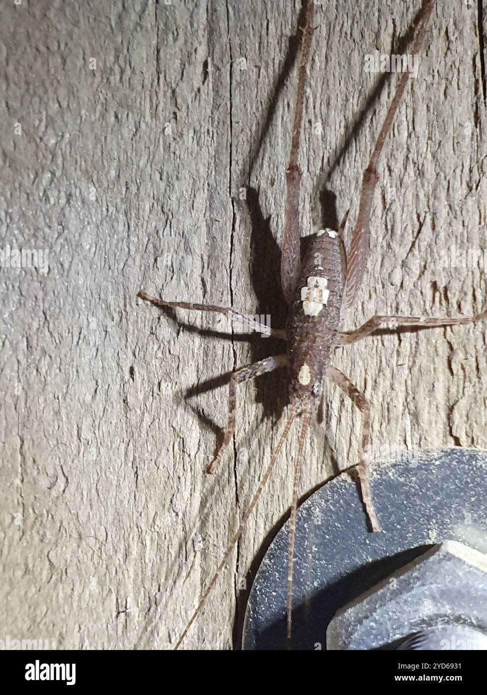 Camel Crickets, Cave Crickets, and Cave Wēta (Rhaphidophoridae Stock ...