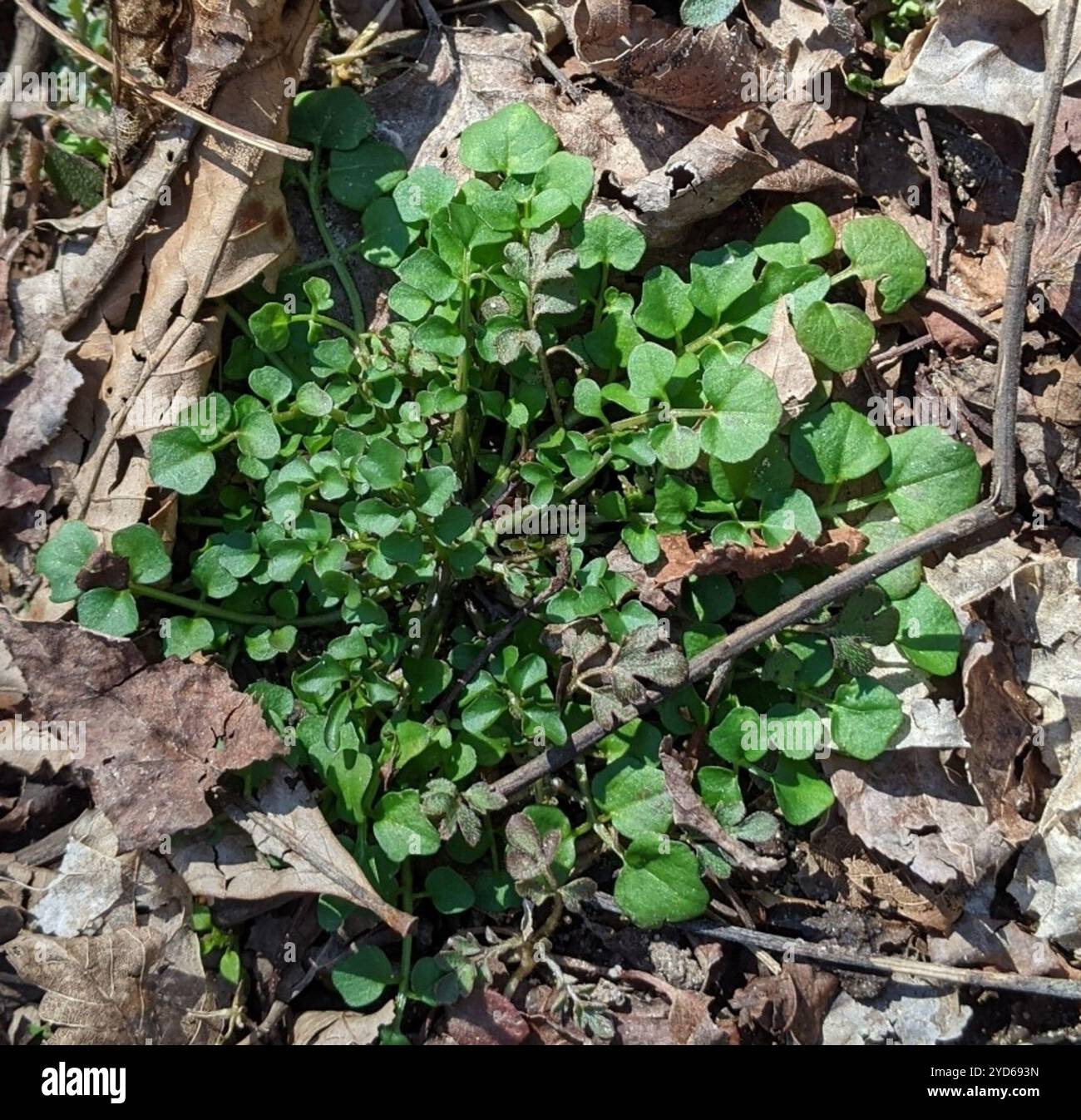 hairy bittercress (Cardamine hirsuta Stock Photo - Alamy