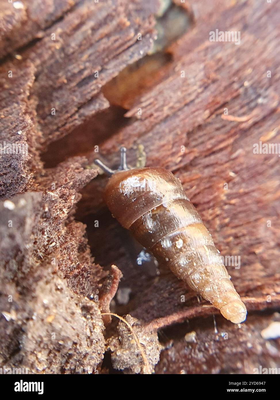 Plaited door snail hi-res stock photography and images - Alamy
