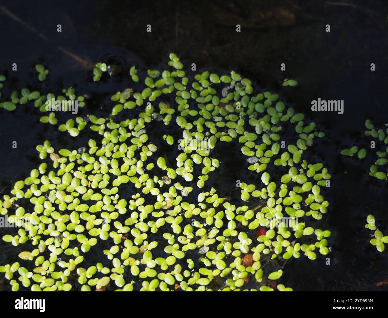 lesser duckweed (Lemna aequinoctialis Stock Photo - Alamy