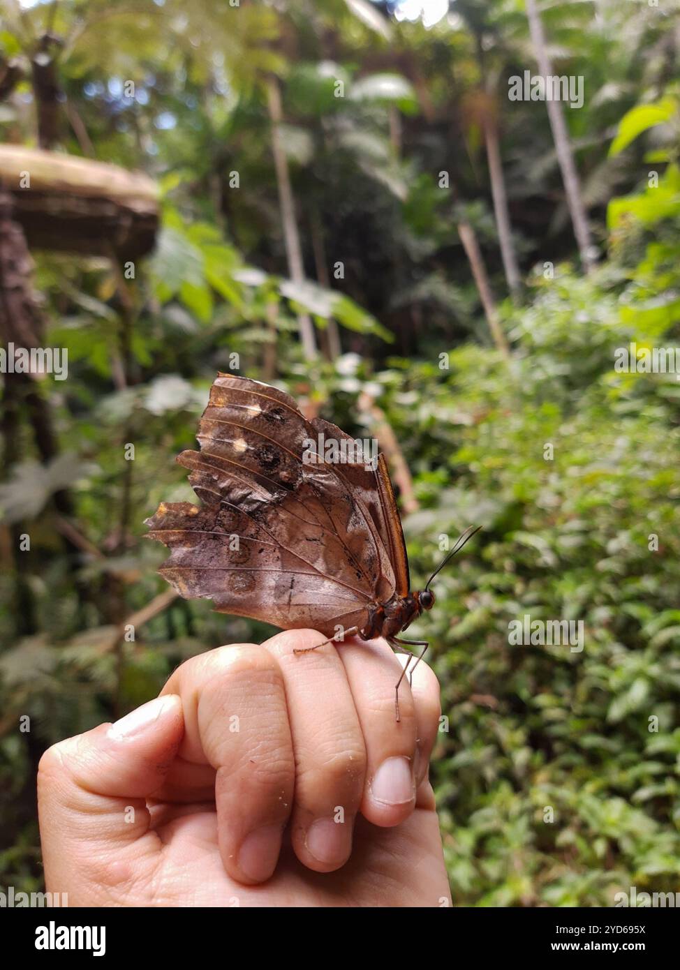 Hercules Morpho (Morpho hercules Stock Photo - Alamy