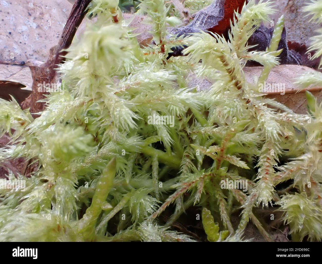 rough goose neck moss (Hylocomiadelphus triquetrus Stock Photo - Alamy